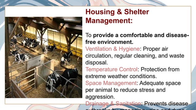 Animal husbandry: Purpose, scope and management,dairy animals, breeds ...