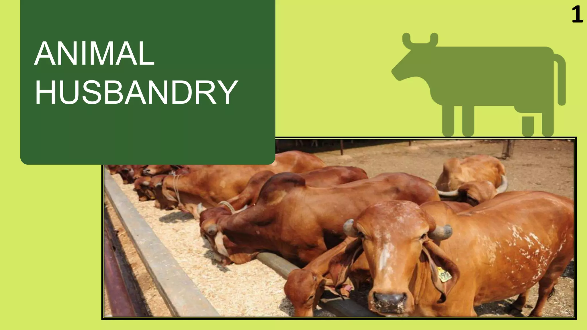 animal husbandry.pptx