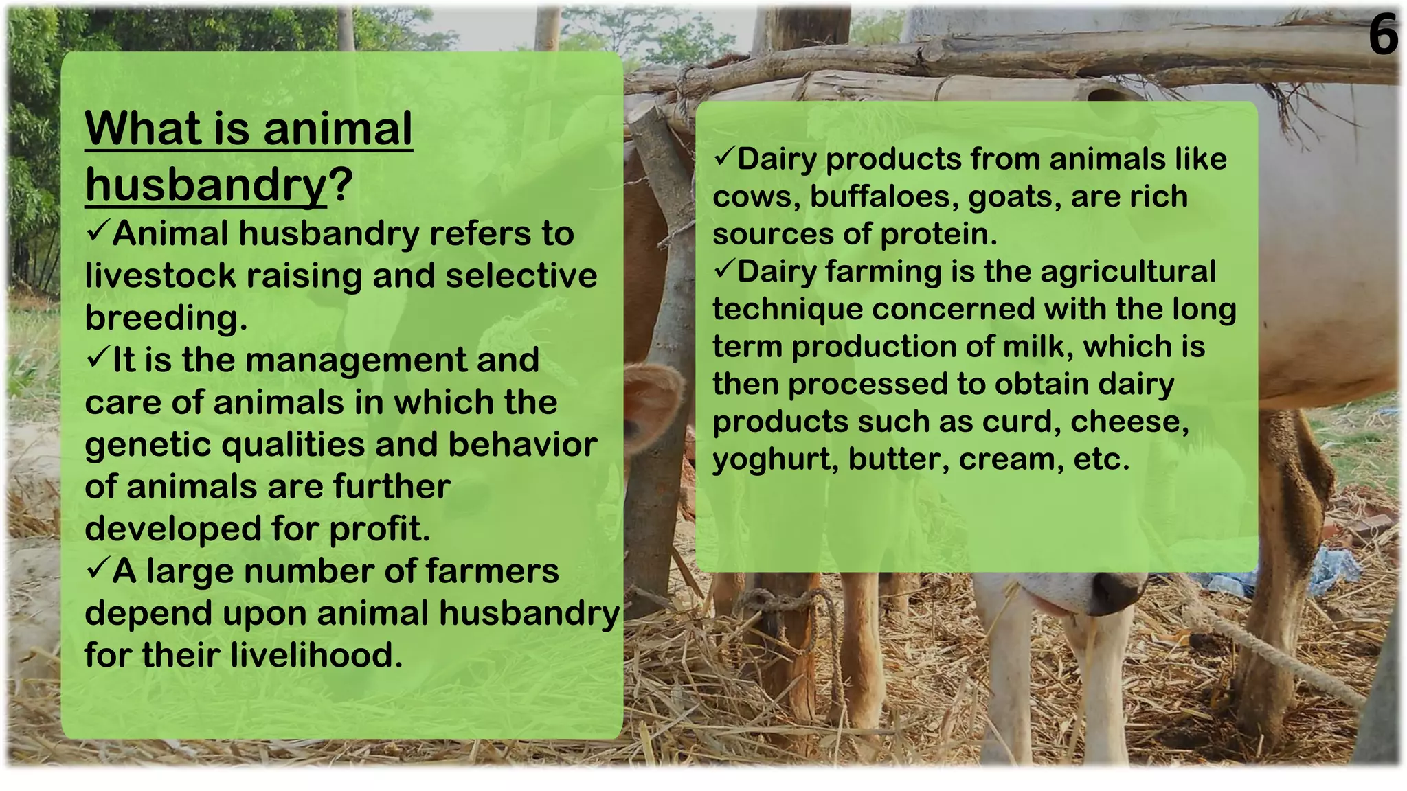 animal husbandry.pptx