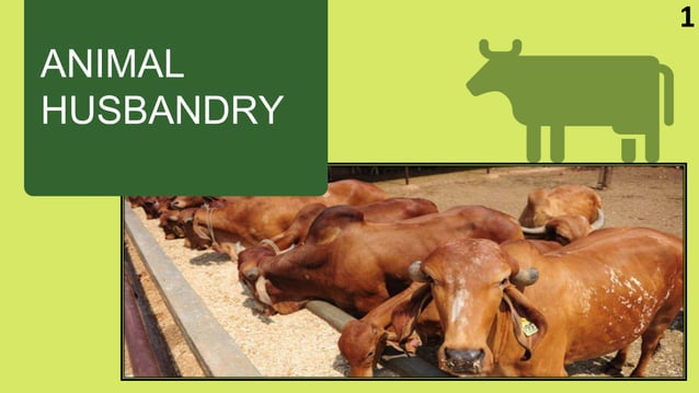 animal husbandry.pptx