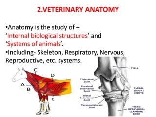 Animal Husbandry and Veterinary Science | PPTX