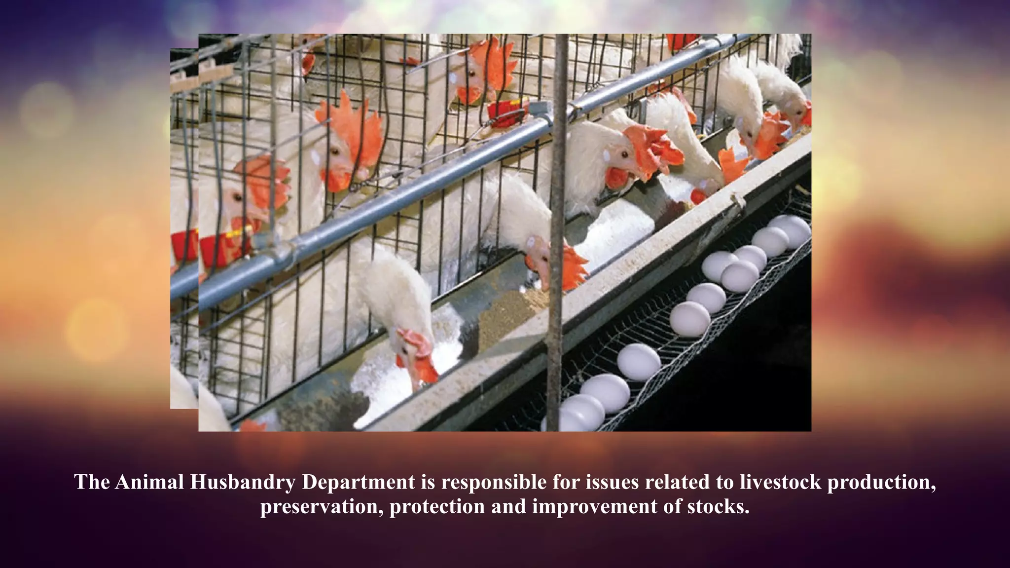 Animal husbandry department | PPT
