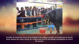 Animal husbandry department | PPT