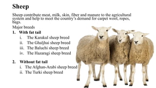 Animal husbandry in Afghanistan | PPTX