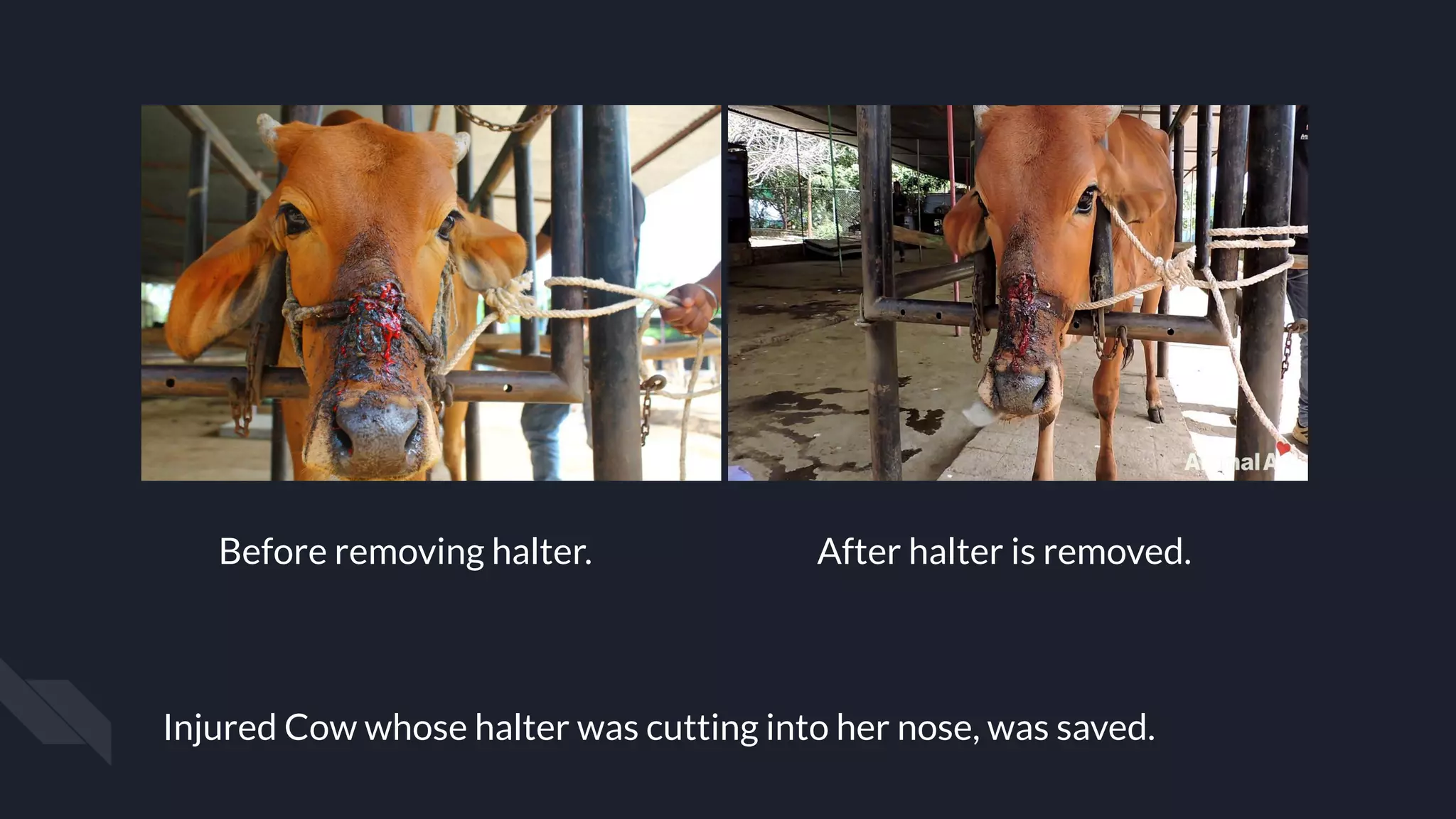 Restraining techniques of Animals | PDF