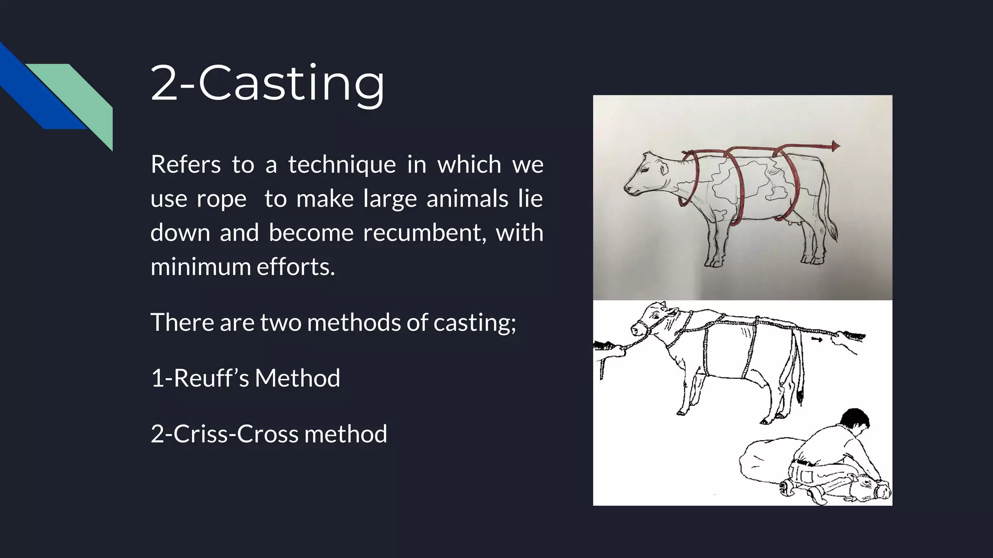 Restraining techniques of Animals | PDF