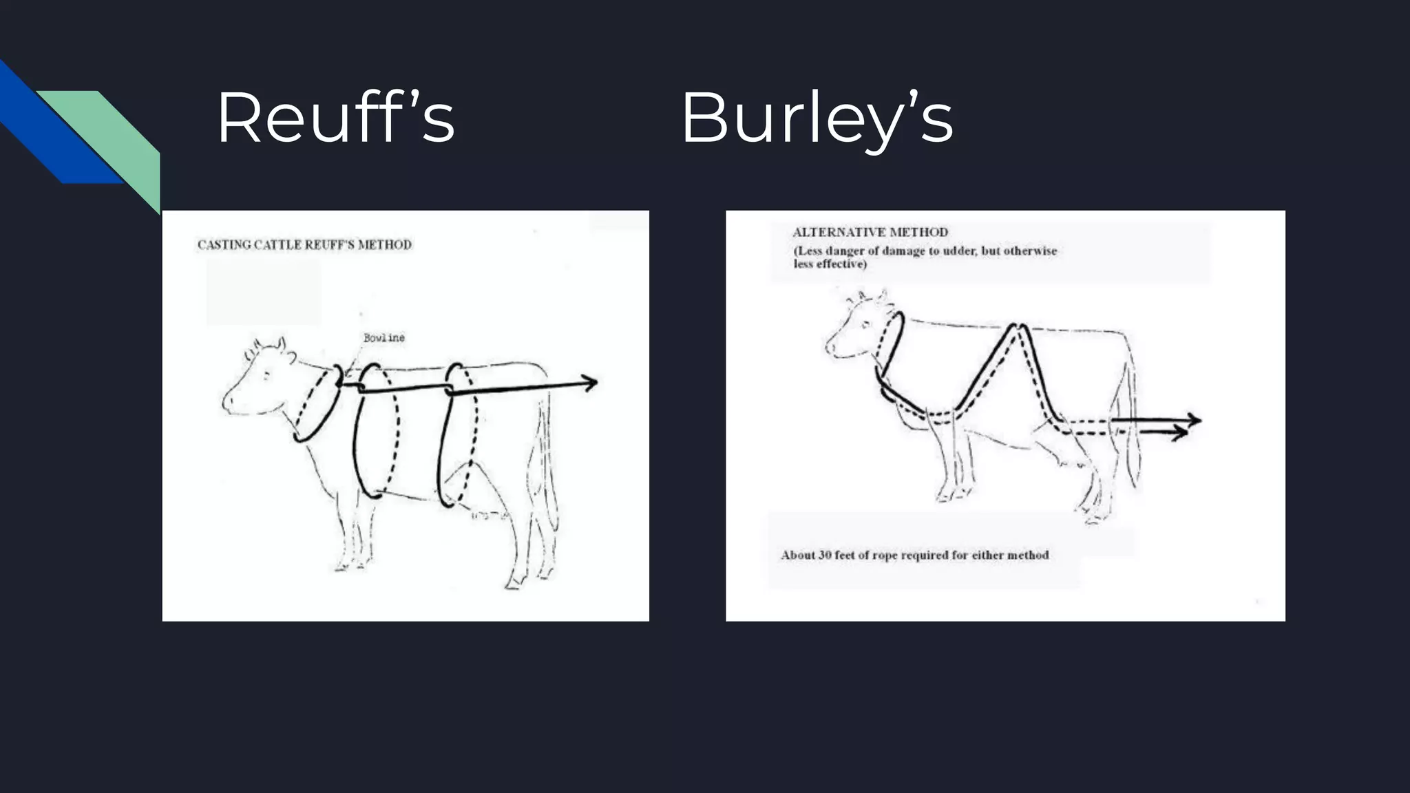Restraining techniques of Animals | PDF