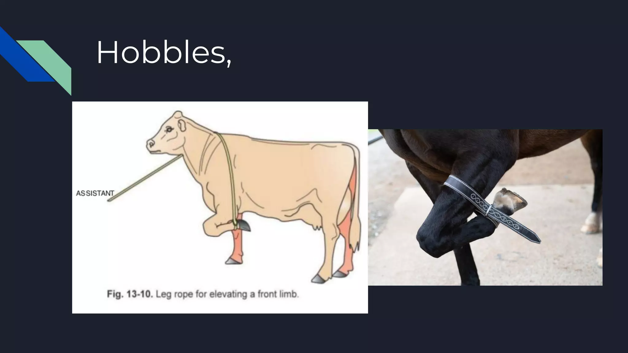 Restraining techniques of Animals | PDF