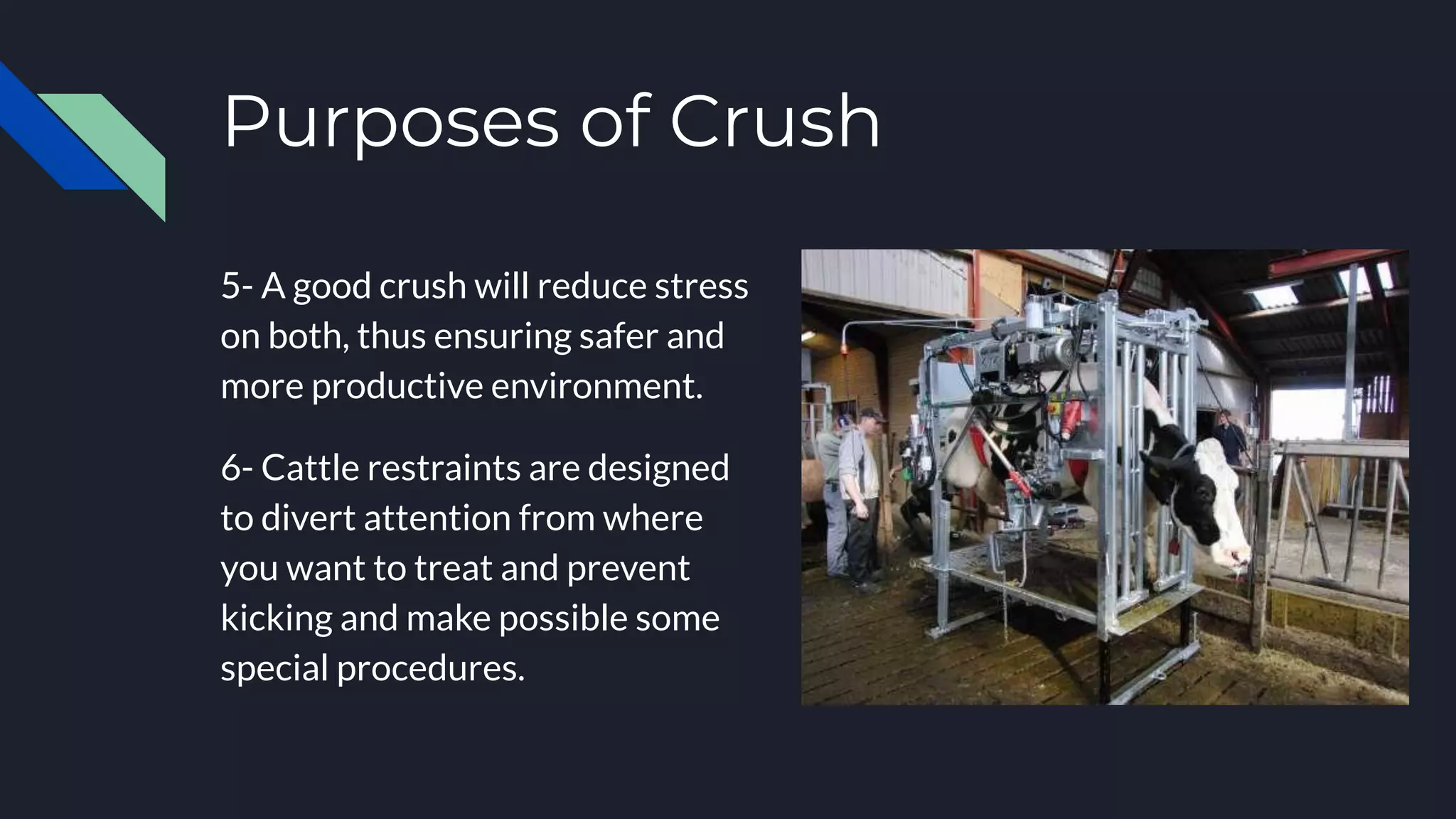 Restraining techniques of Animals | PDF