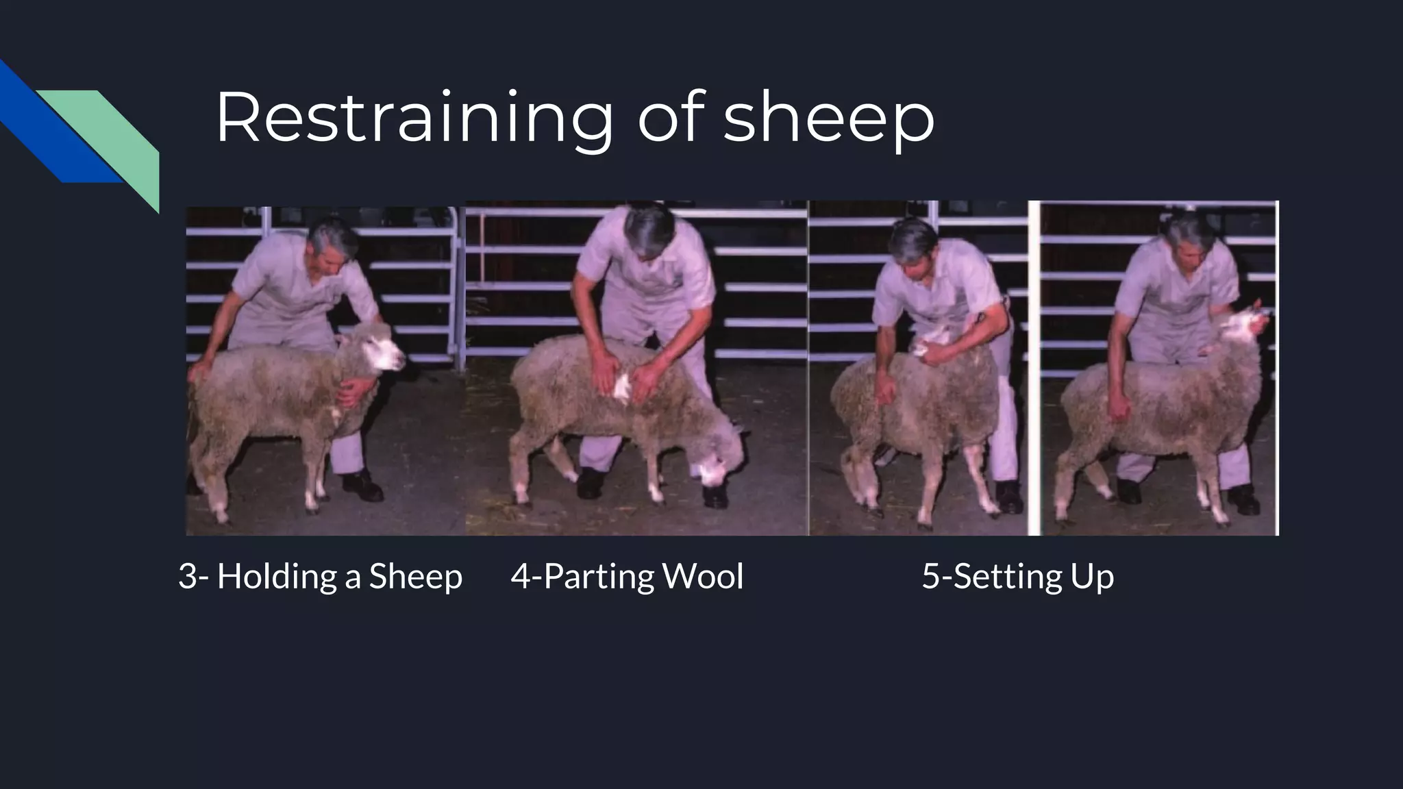 Restraining techniques of Animals | PDF