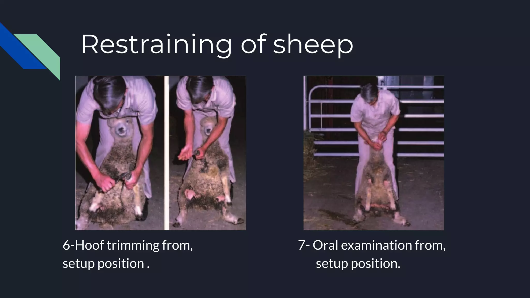 Restraining techniques of Animals | PDF