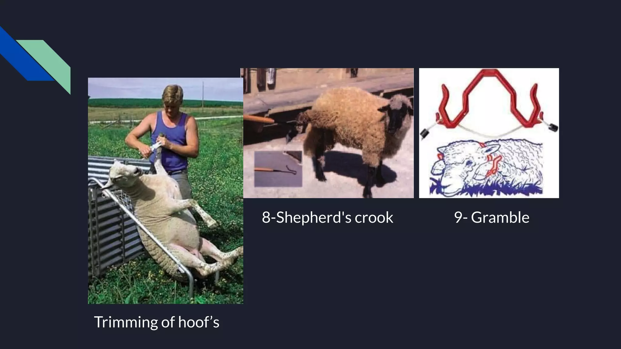 Restraining techniques of Animals | PDF