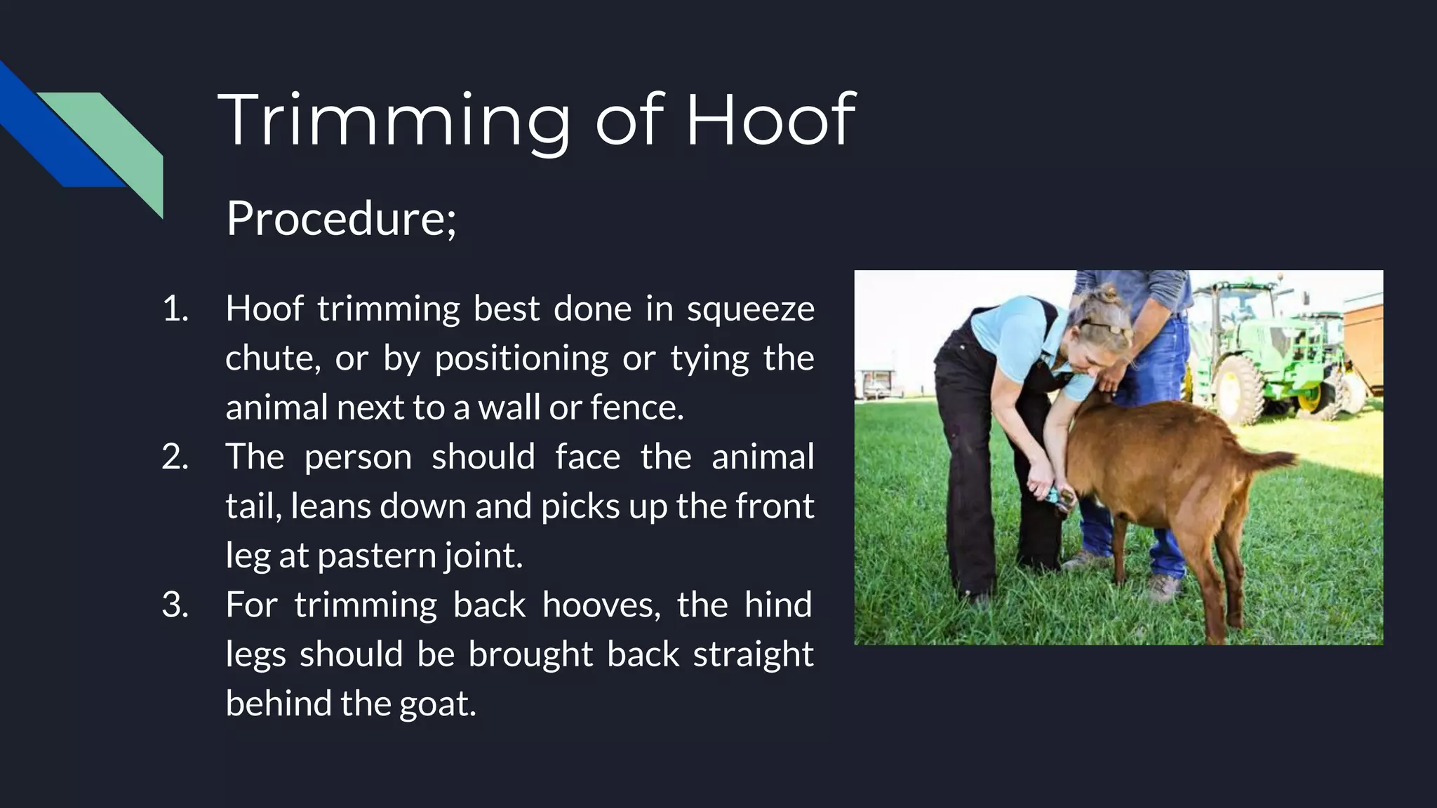 Restraining techniques of Animals | PDF