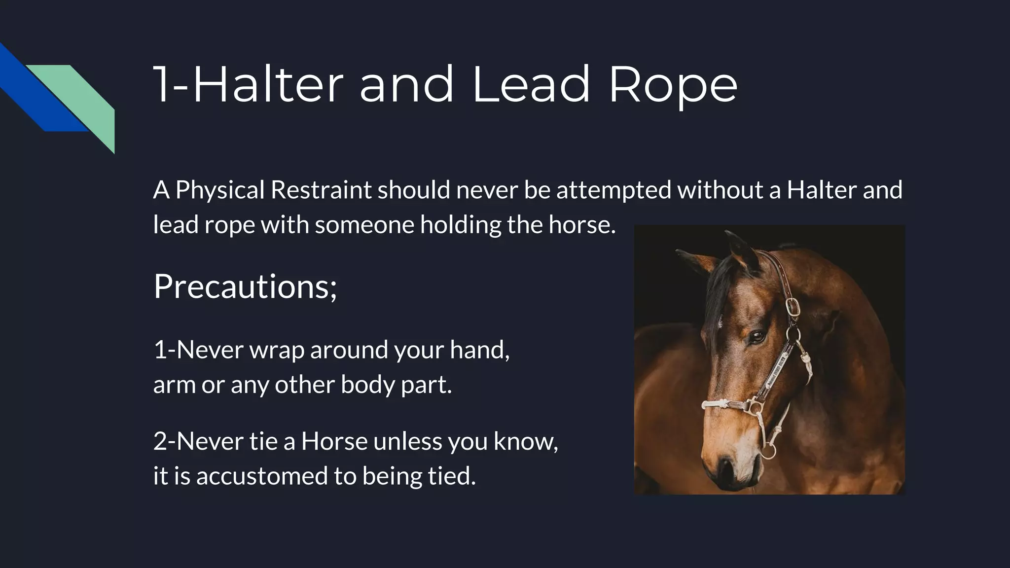 Restraining techniques of Animals | PDF