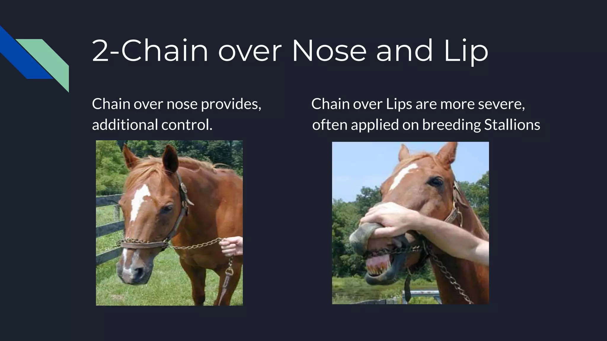 Restraining techniques of Animals | PDF