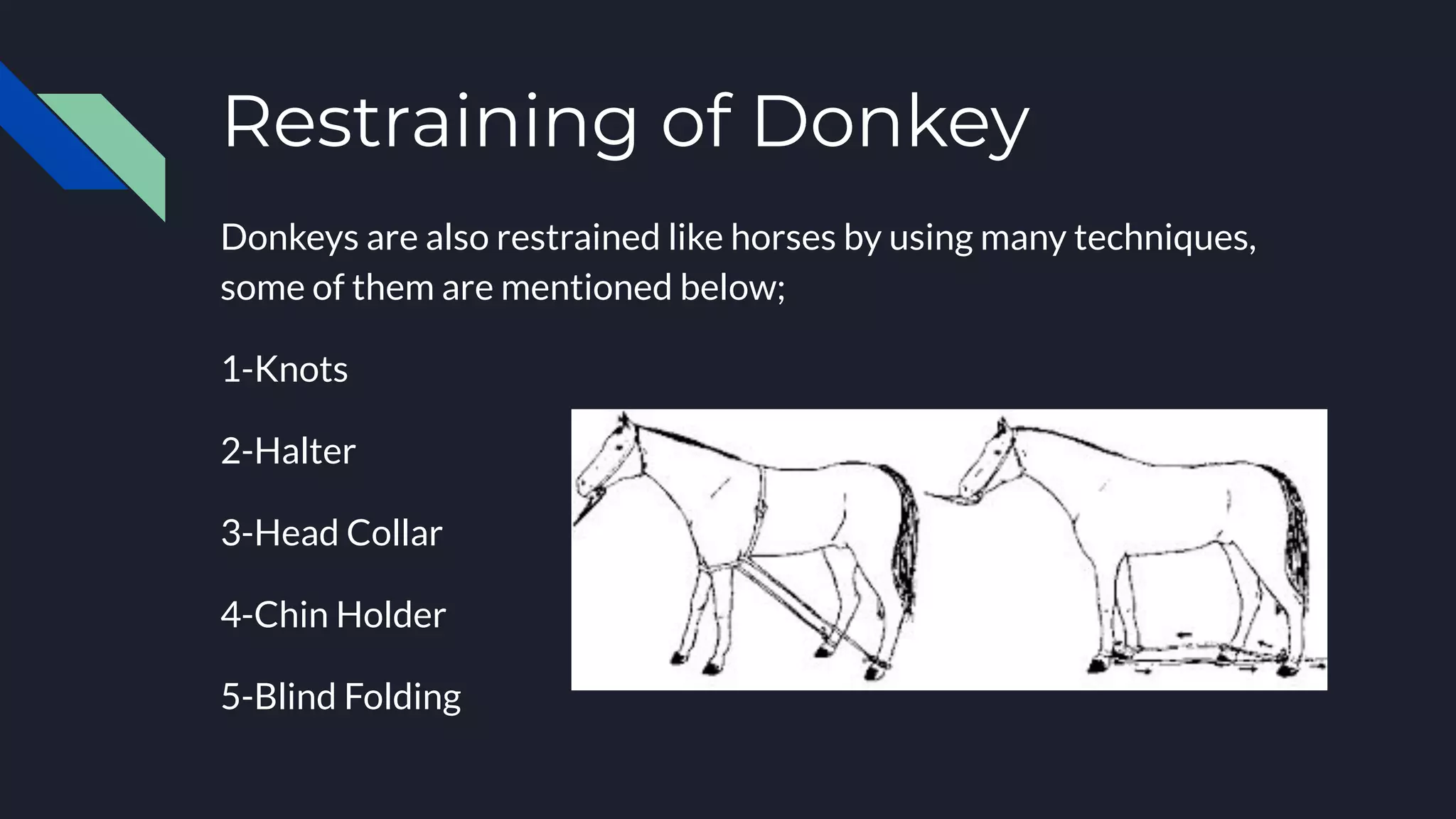Restraining techniques of Animals | PDF
