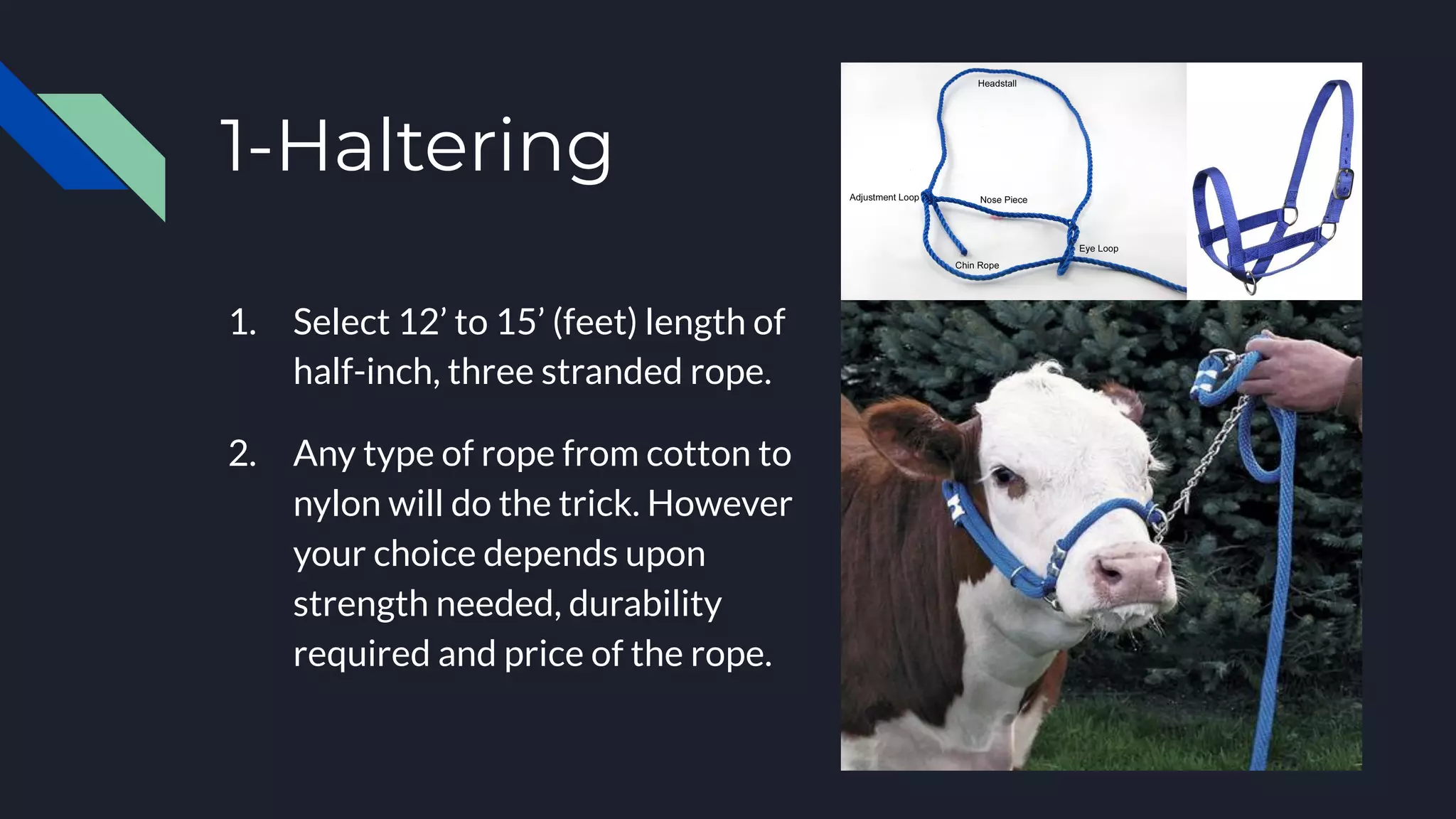 Restraining techniques of Animals | PDF