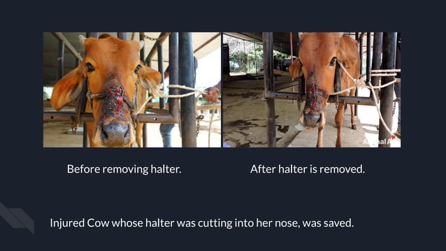 Restraining techniques of Animals | PDF | Parenting Babies and Toddlers ...