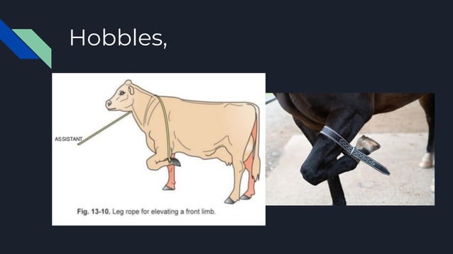 Restraining techniques of Animals | PDF | Parenting Babies and Toddlers ...