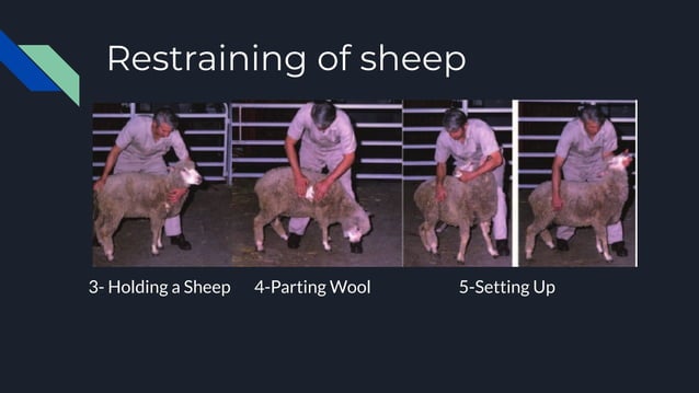 Restraining techniques of Animals | PDF | Parenting Babies and Toddlers ...