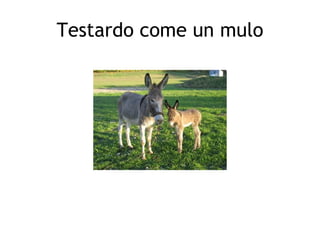 Animali per modi di dire | PPT