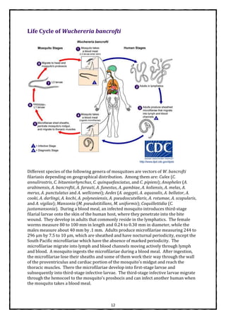 Siklus Hidup Animalia | DOCX