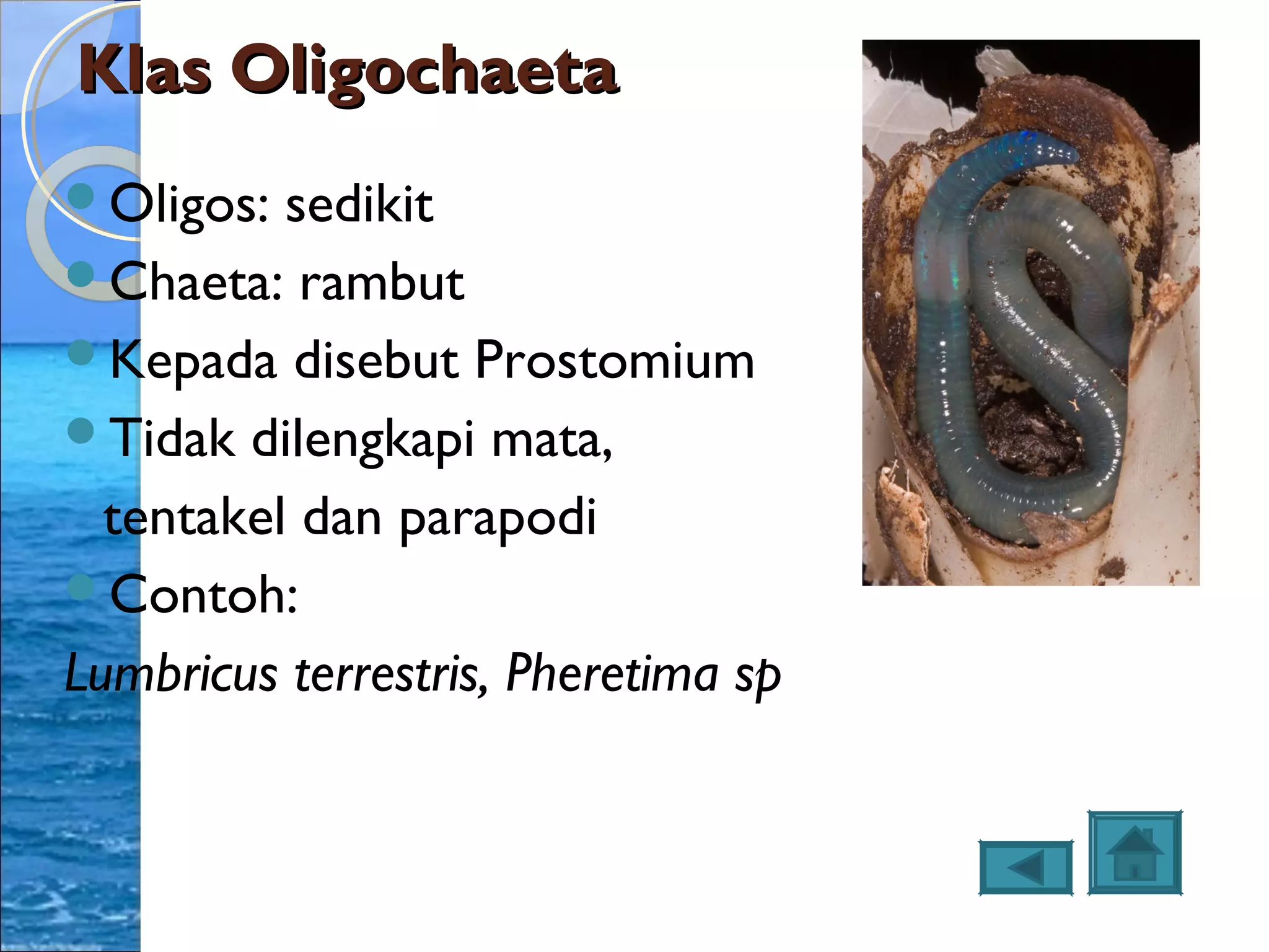 Kingdom Animalia | PPT