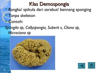 Kingdom Animalia | PPT