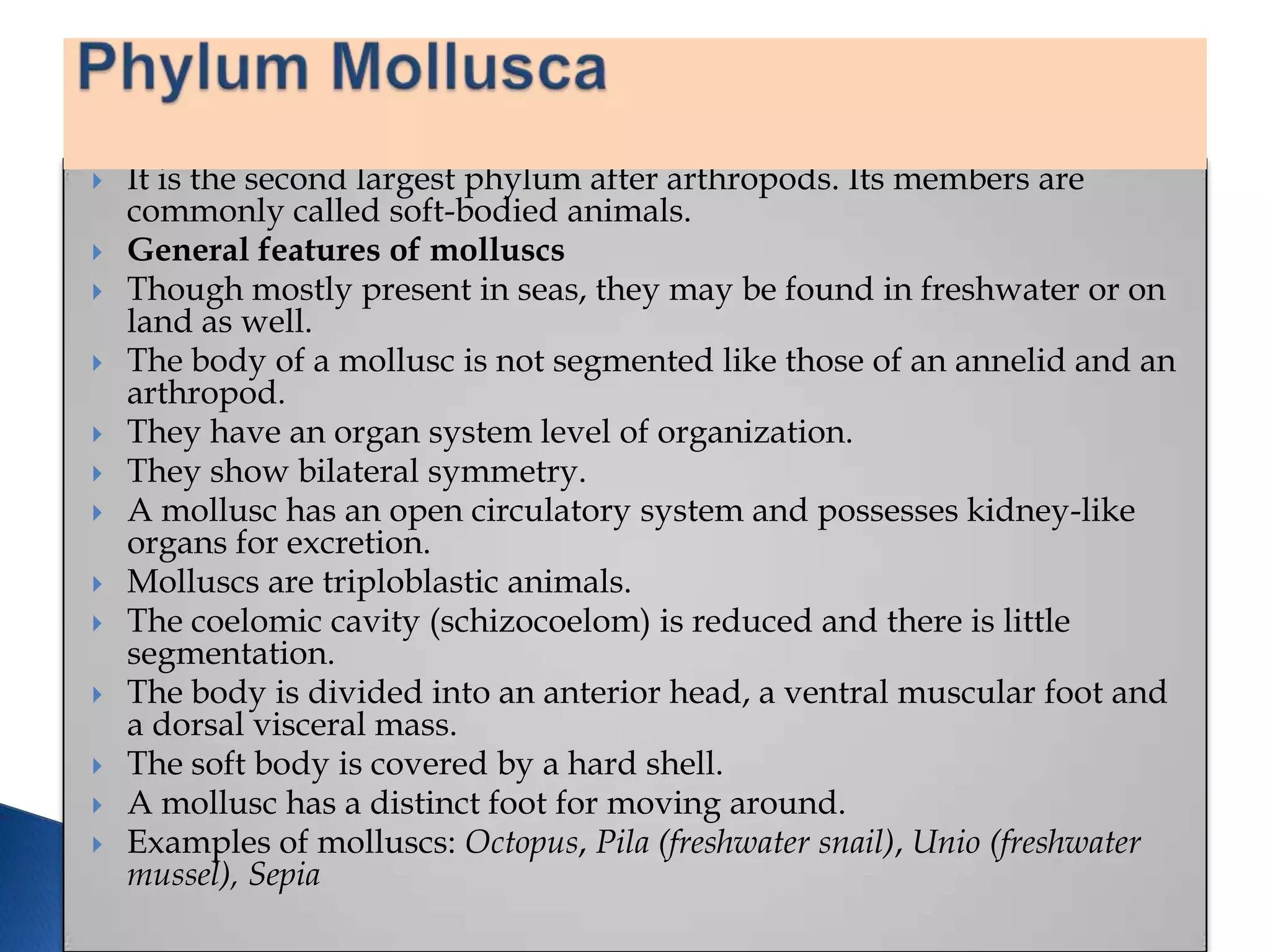 Animalia | PPTX | Biological Sciences | Science