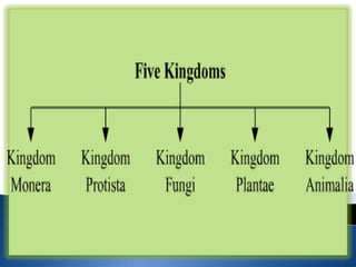 Animalia | PPTX | Biological Sciences | Science