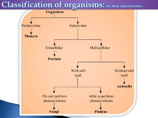 Animalia | PPTX | Biological Sciences | Science