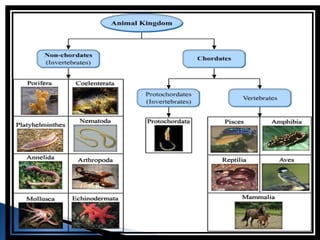 Animalia | PPTX | Biological Sciences | Science