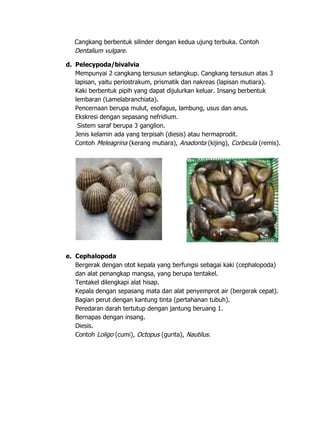 Animalia ( Biology ) | PDF