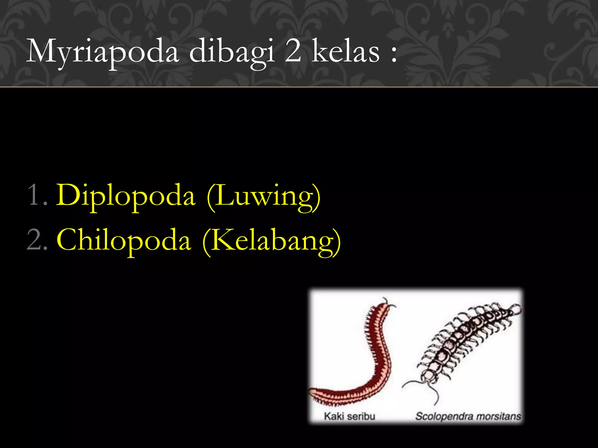 ARTHROPODA | PPTX