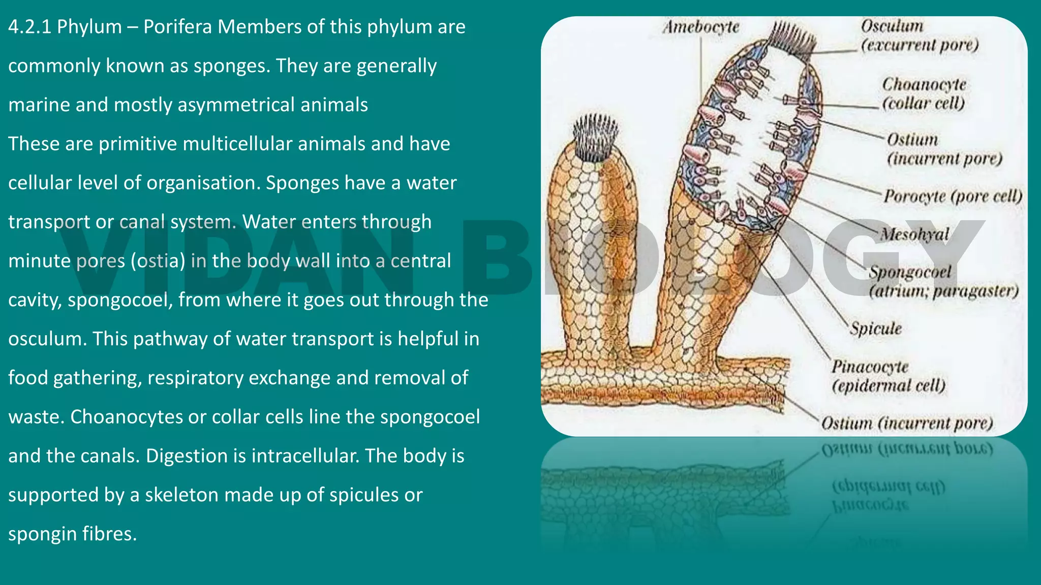 Animal Kingdom phylum Detail | PDF