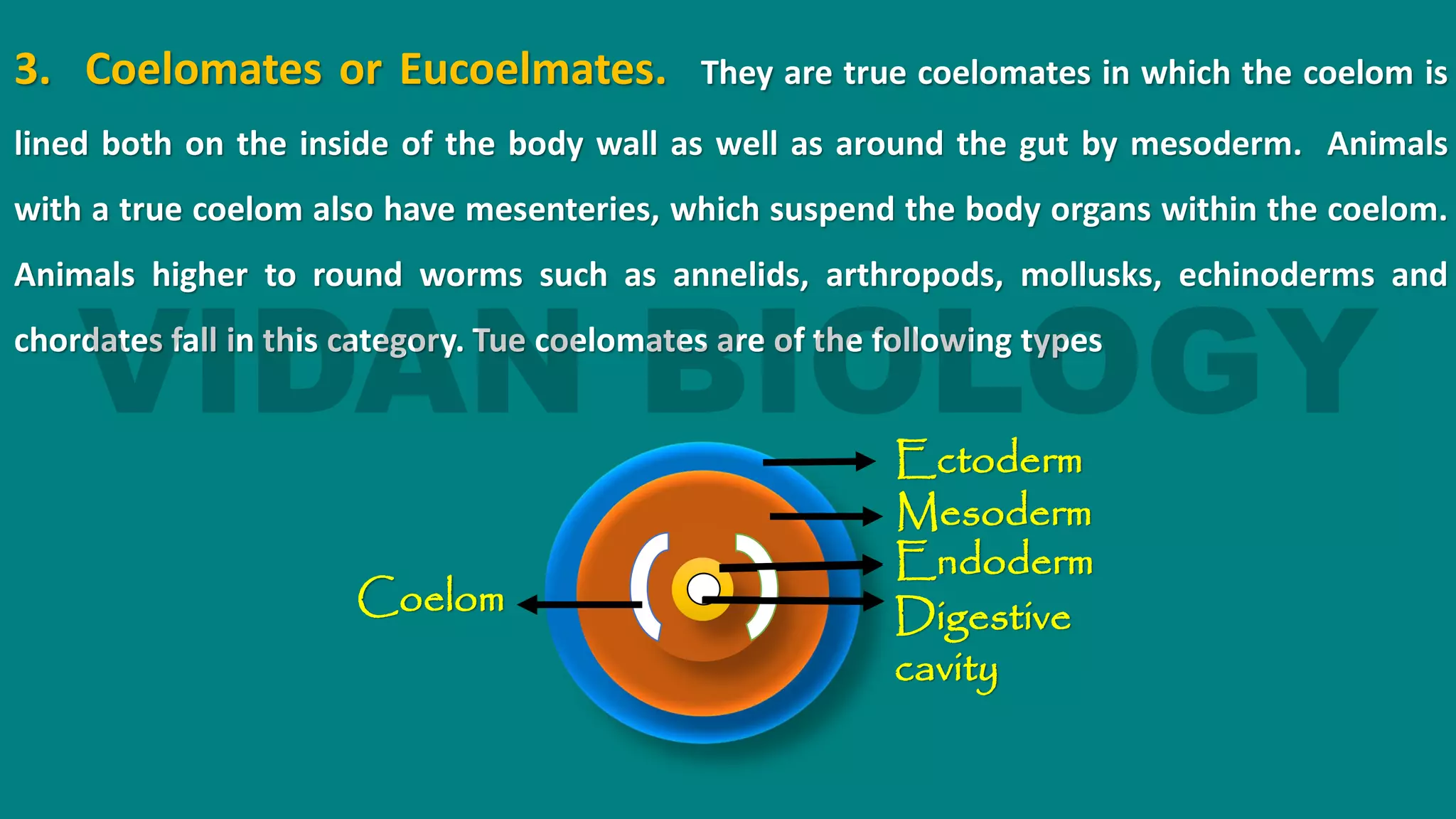 Animal Kingdom phylum Detail | PDF