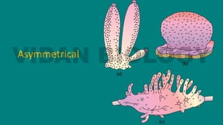 Animal Kingdom phylum Detail | PDF