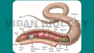 Animal Kingdom phylum Detail | PDF