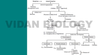 Animal Kingdom phylum Detail | PDF