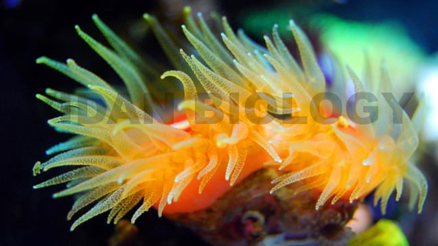 Animal Kingdom phylum Detail | PDF | Biological Sciences | Science