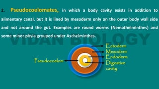 Animal Kingdom phylum Detail | PDF