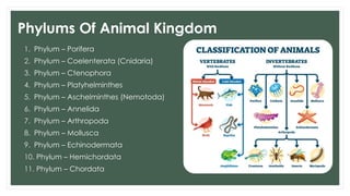 ANIMAL KINGDOM CLASS 11th BIOLOGY CBSE/CHSE | PPTX