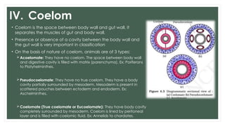 ANIMAL KINGDOM CLASS 11th BIOLOGY CBSE/CHSE | PPTX