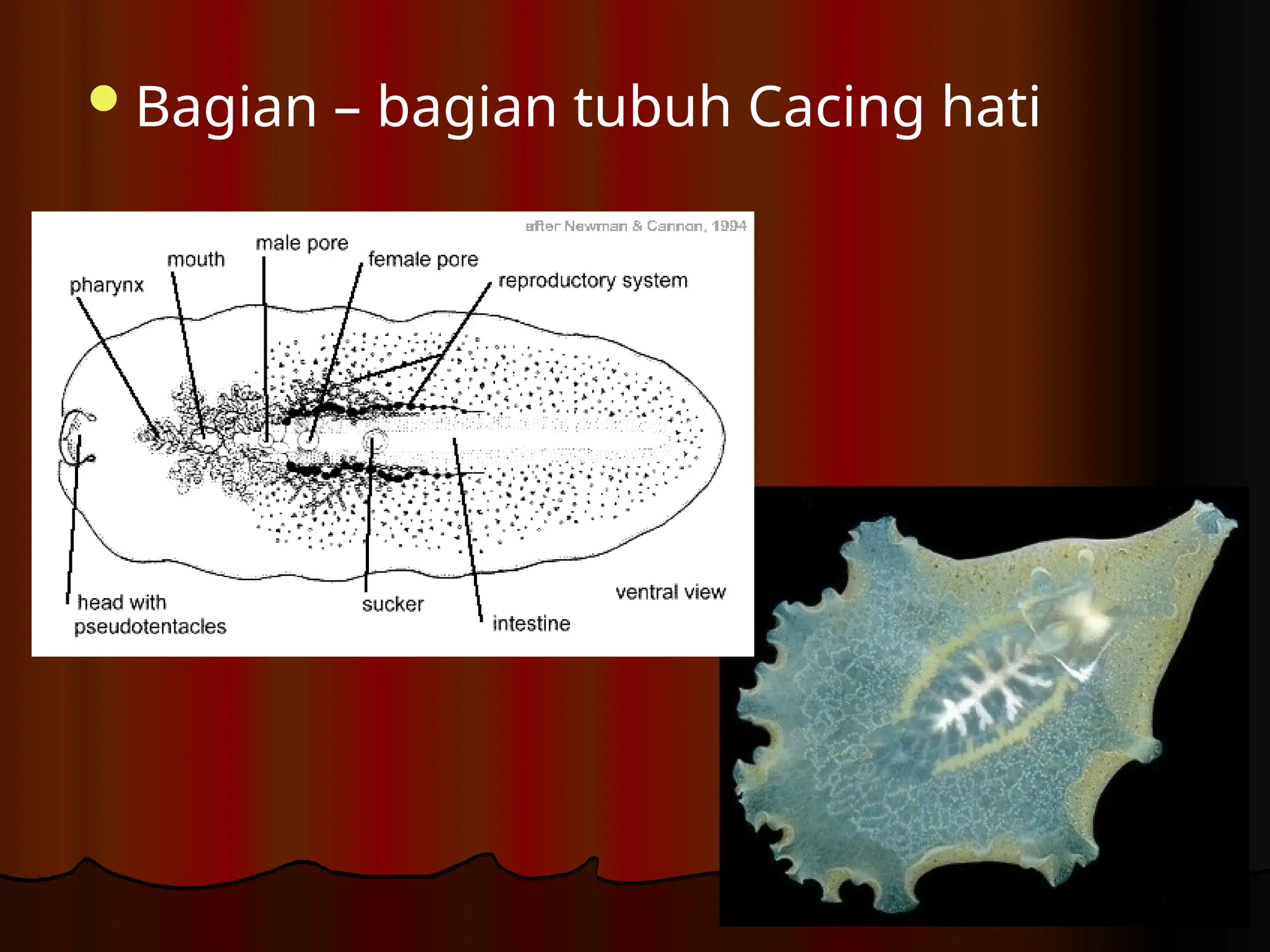 animalia-dunia-hewan hewan hewan new.pptx