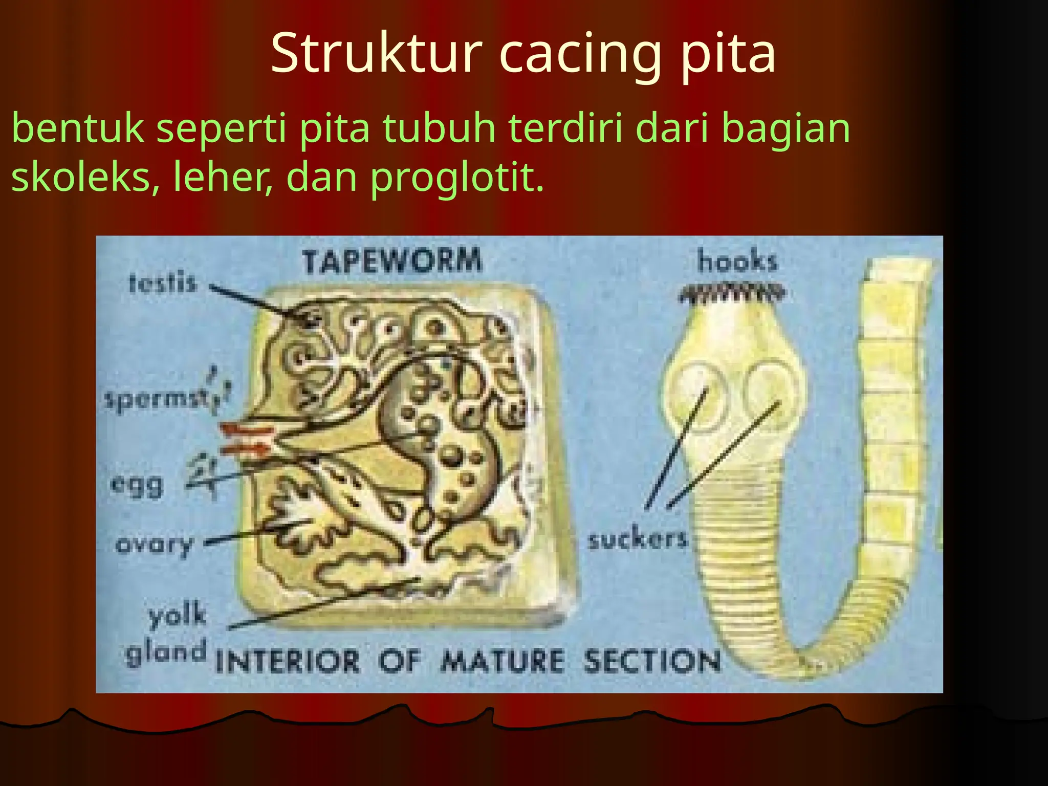 animalia-dunia-hewan hewan hewan new.pptx