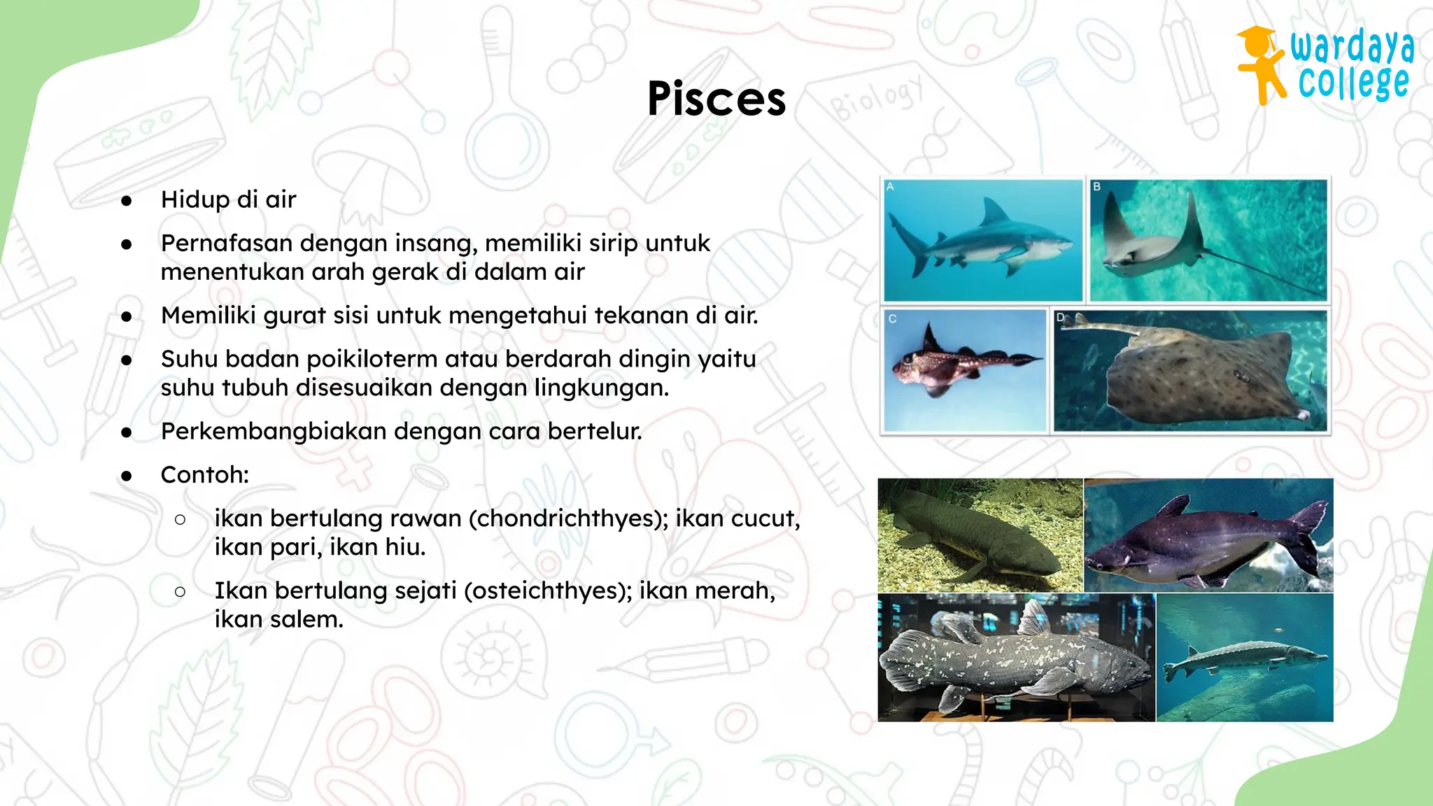 Animalia 2 biologi dengan kurikulum merdeka | PDF