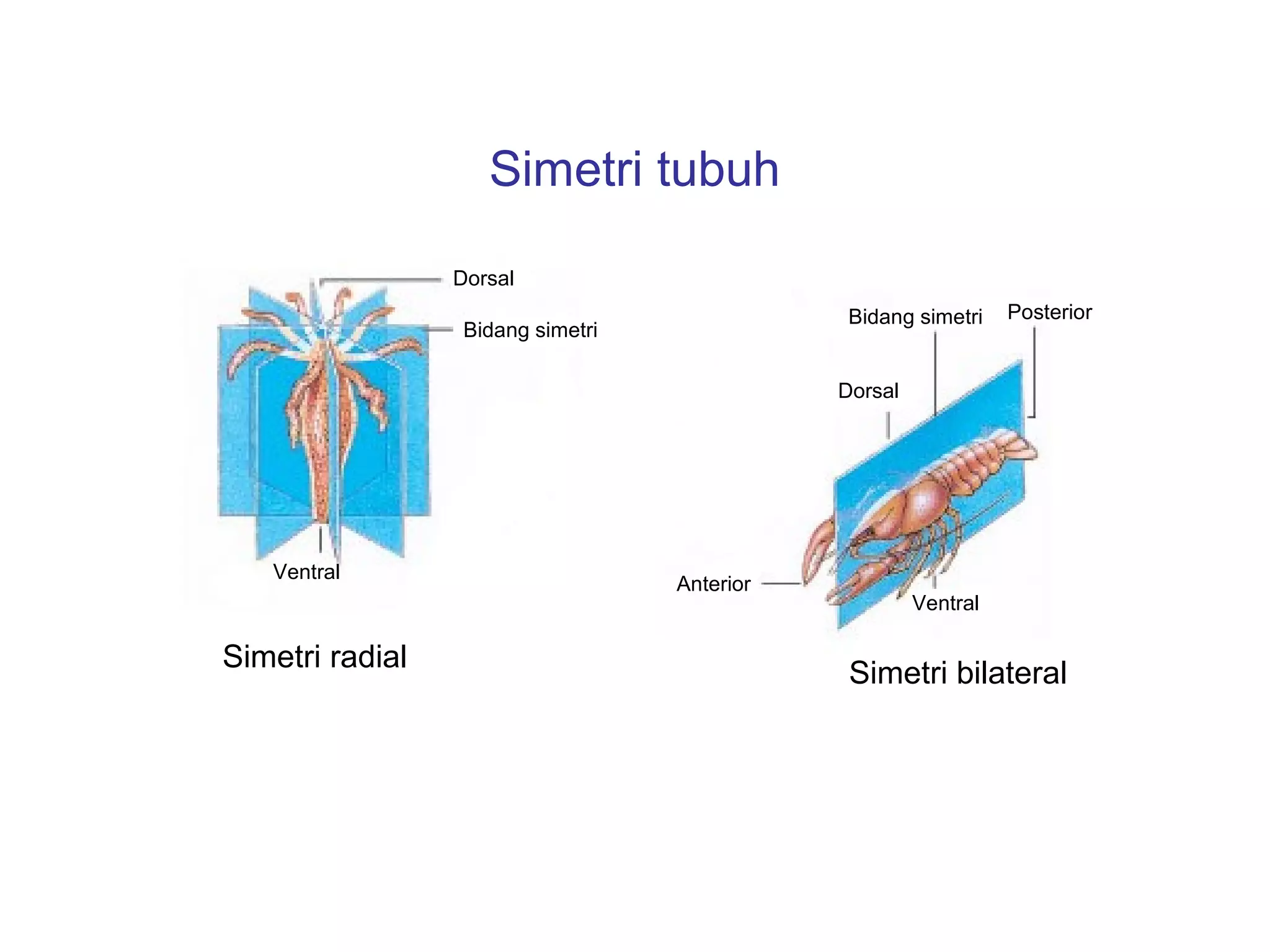 Animalia invertebrata kelas X | PPT