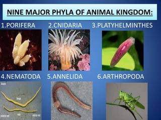 Animalia kingdom modified | PPTX