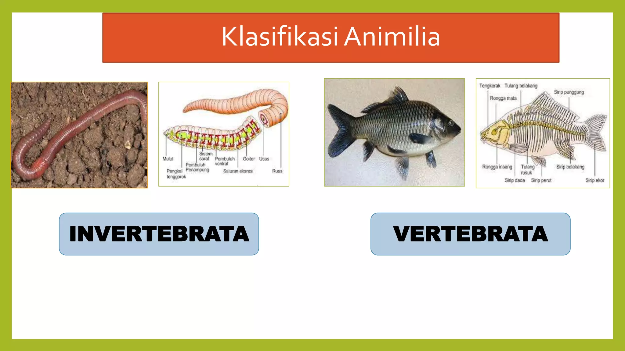 Animalia(vertebrata )kelas x | PPTX