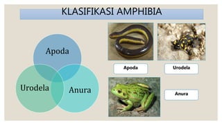 Animalia(vertebrata )kelas x | PPT